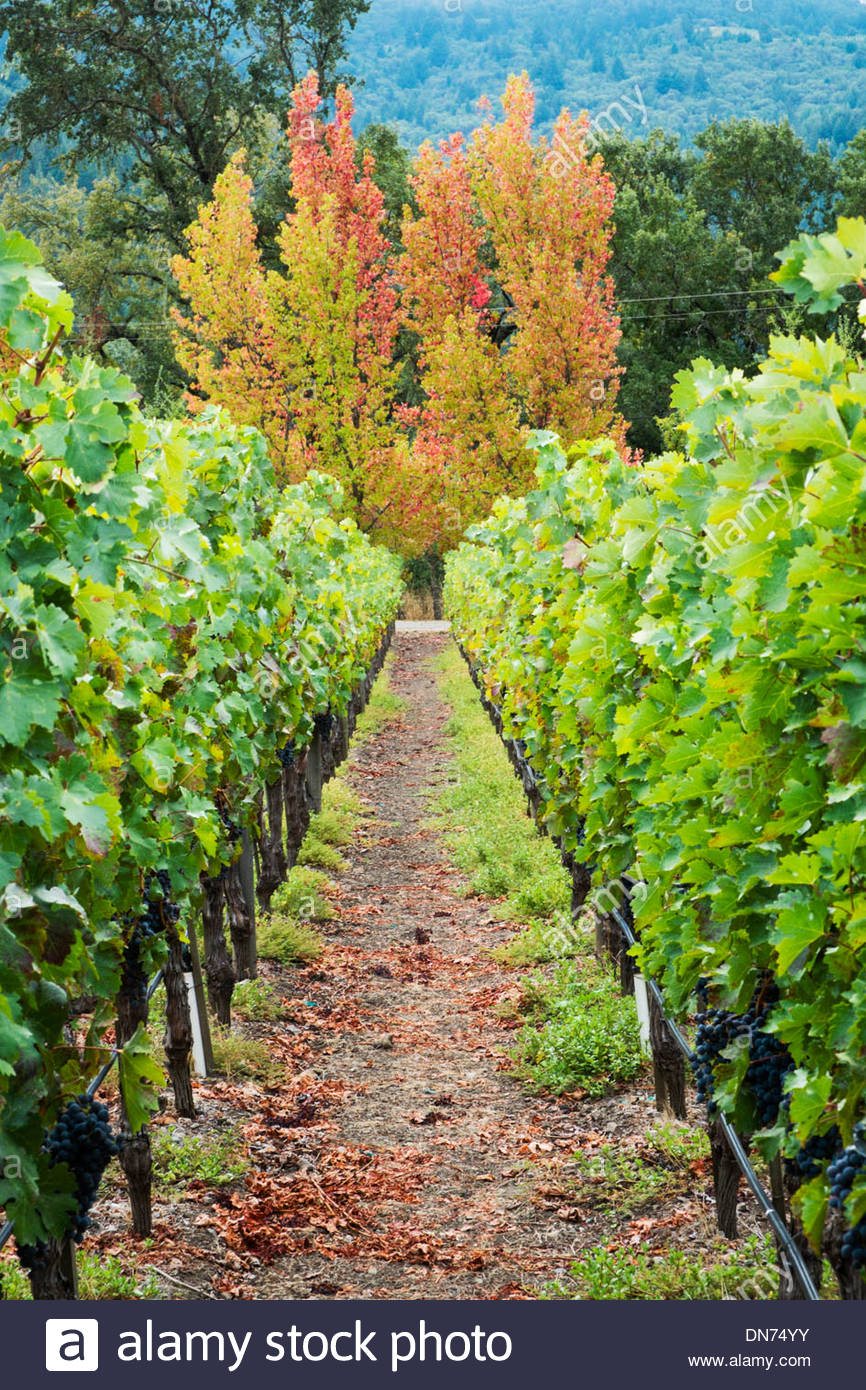 Calistoga Stock Photos & Calistoga Stock Images - Alamy