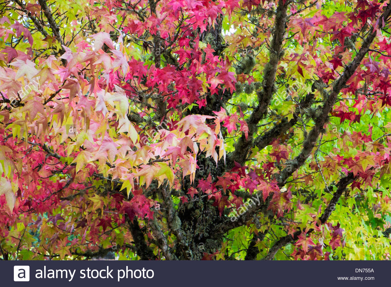American Amber Tree High Resolution Stock Photography and Images - Alamy