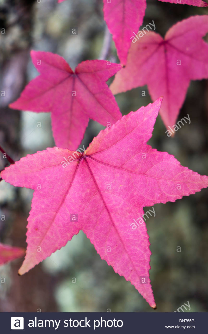 Liquid Amber Leaves High Resolution Stock Photography and Images - Alamy