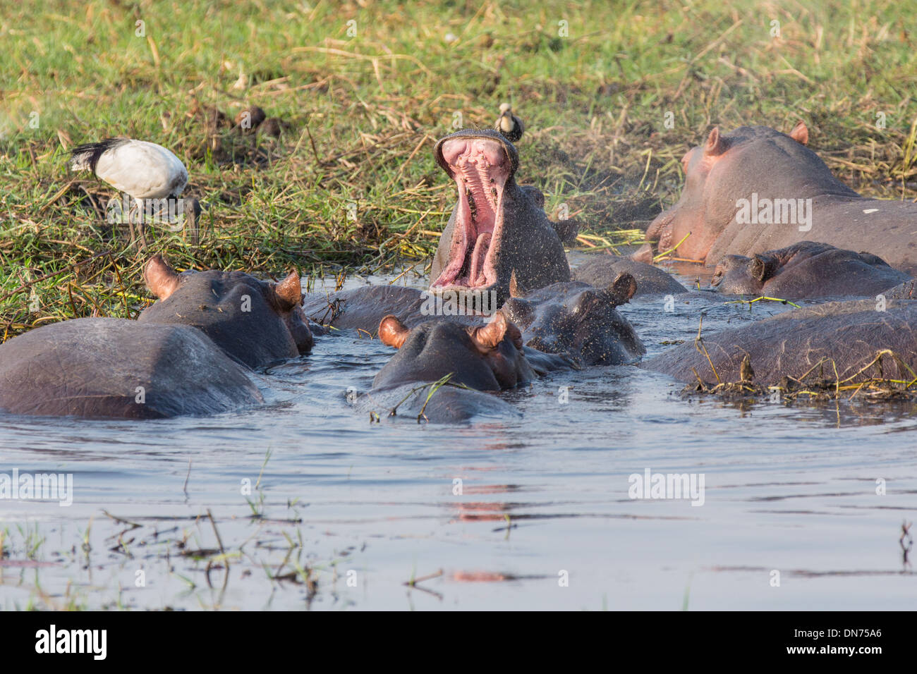 Hippopotamus Amphibius opening mouth Stock Photo - Alamy