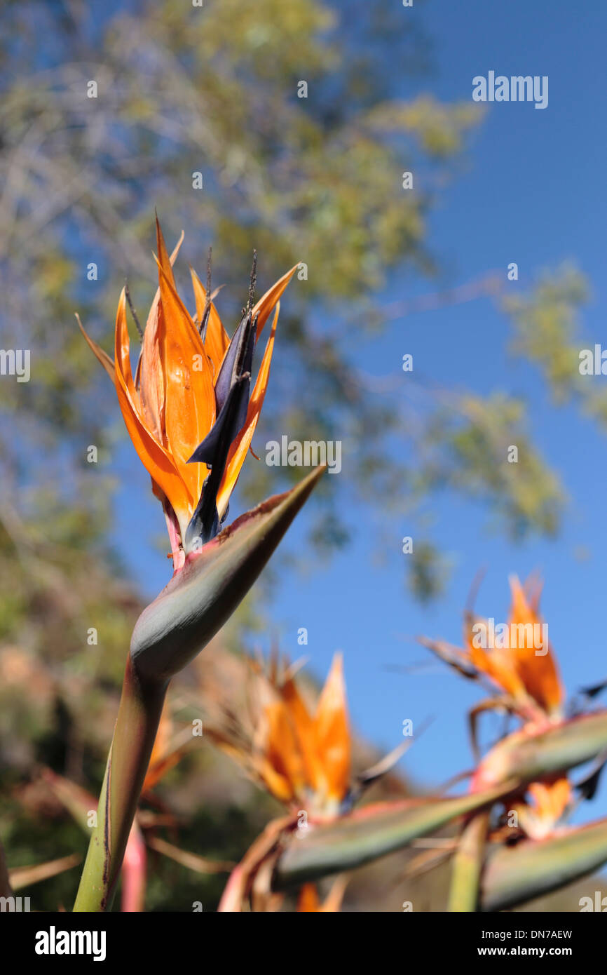 Strelitzia reginae flower hi-res stock photography and images - Alamy