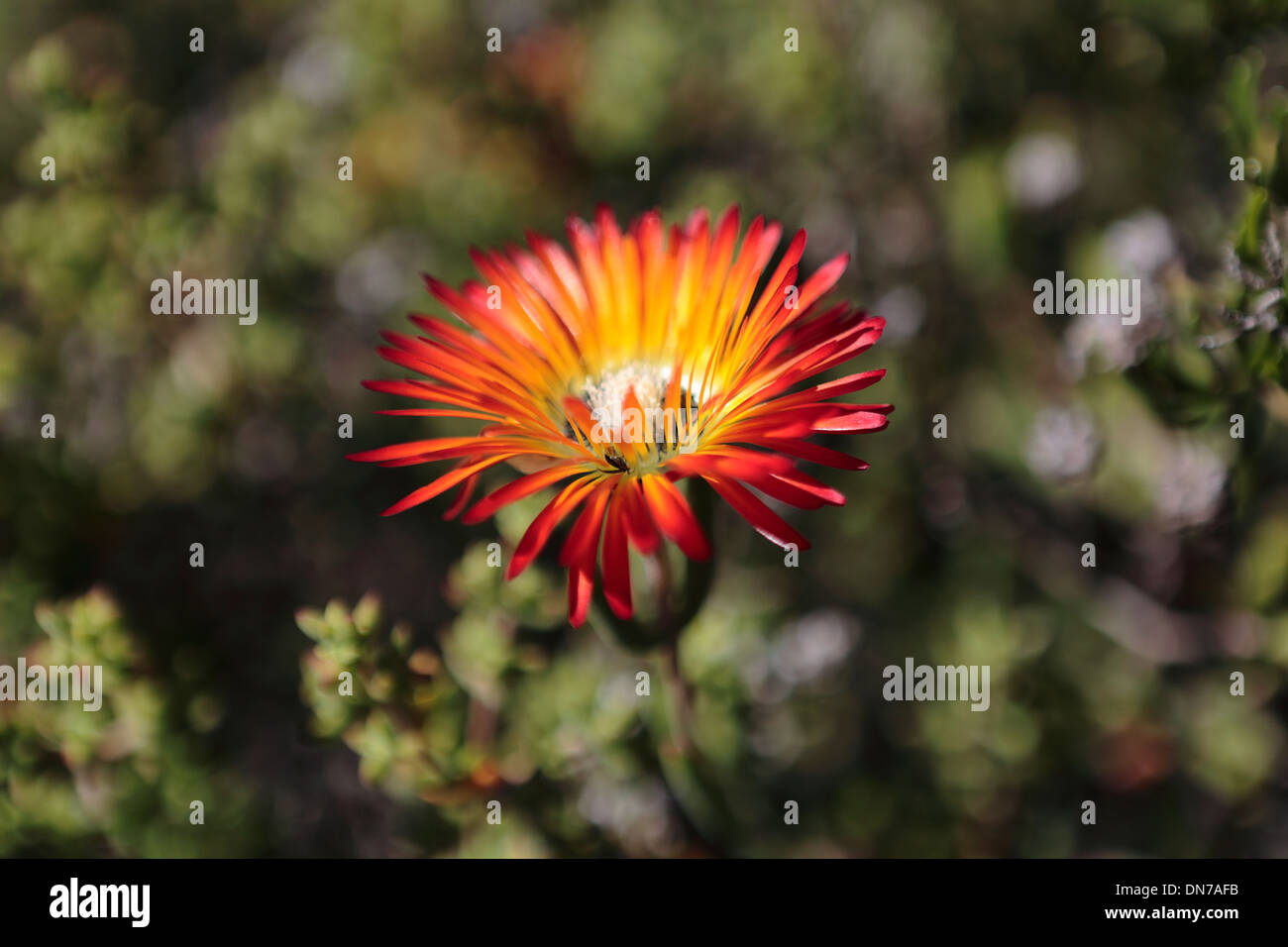 Vygie flower hi-res stock photography and images - Alamy