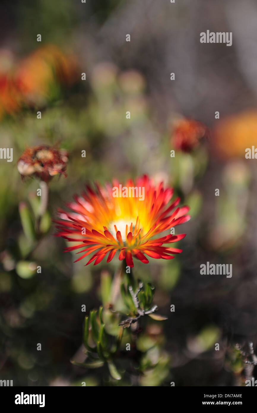 Vygie flower hi-res stock photography and images - Alamy