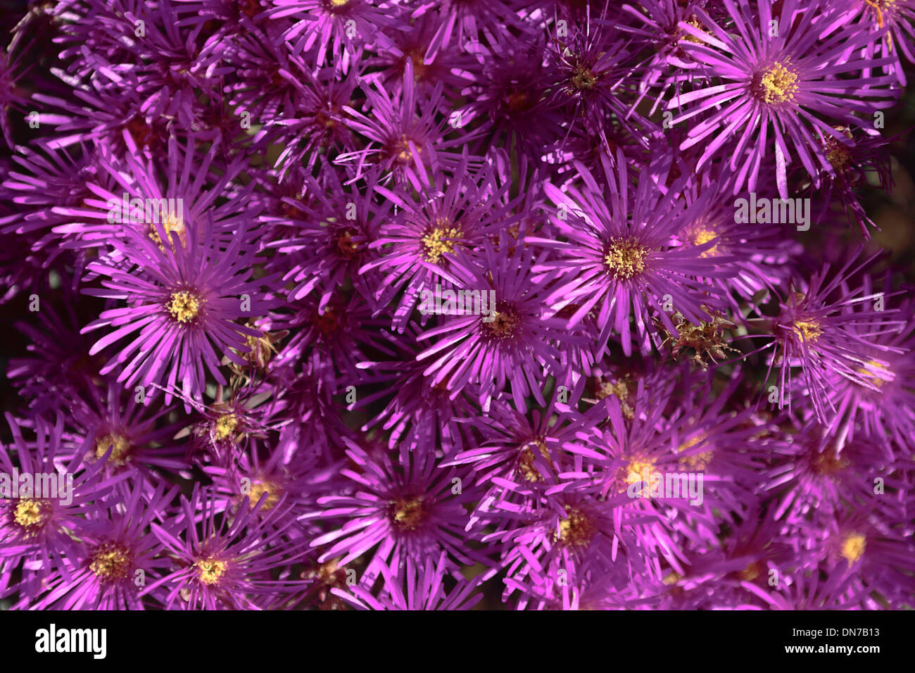 Vygie flower hi-res stock photography and images - Alamy