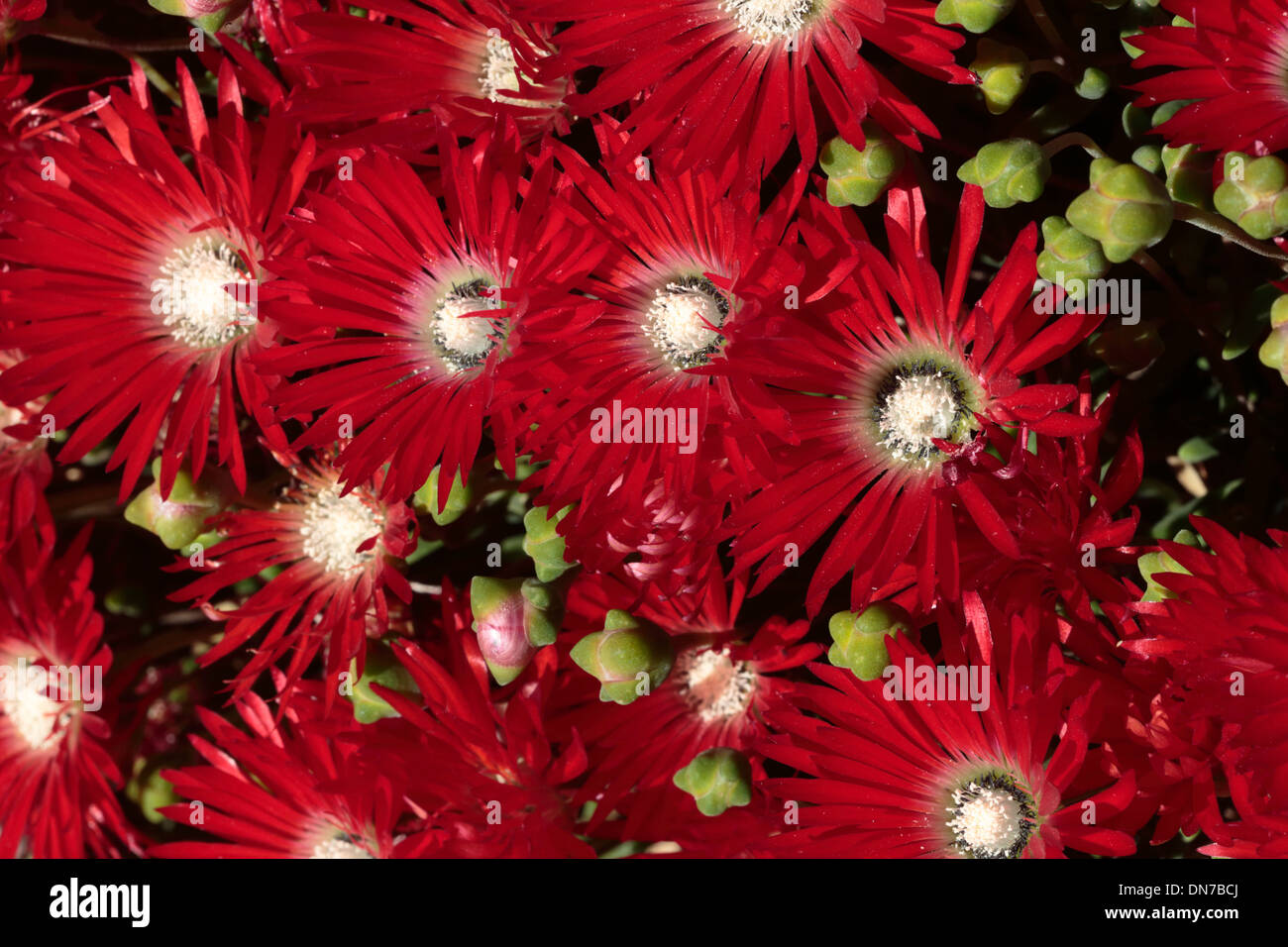 Vygie hi-res stock photography and images - Alamy