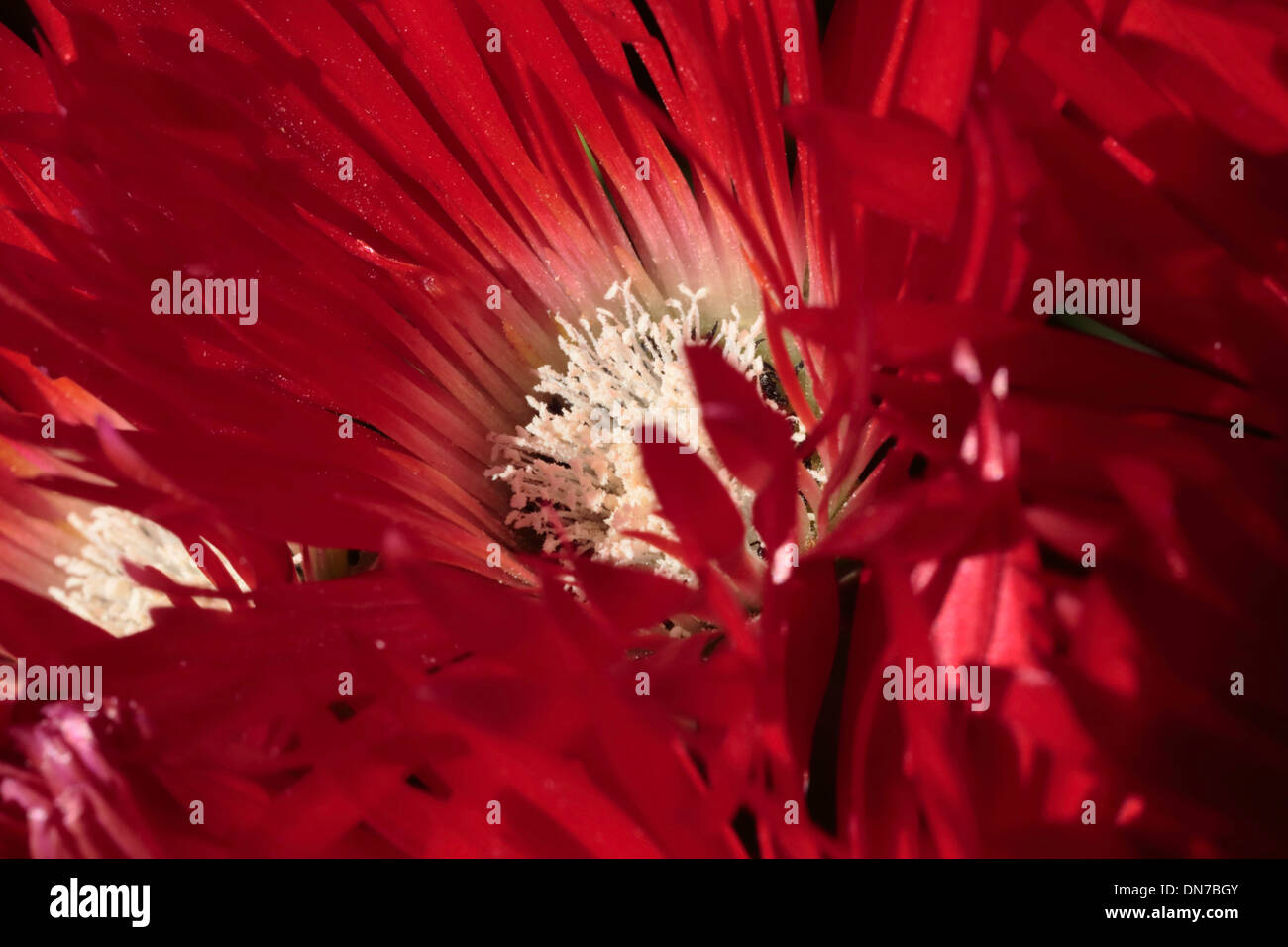 Vygie flower hi-res stock photography and images - Alamy