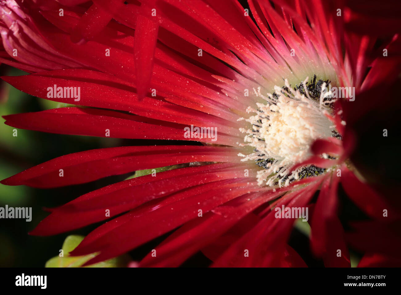 Flower of endemic South African vygie Stock Photo - Alamy