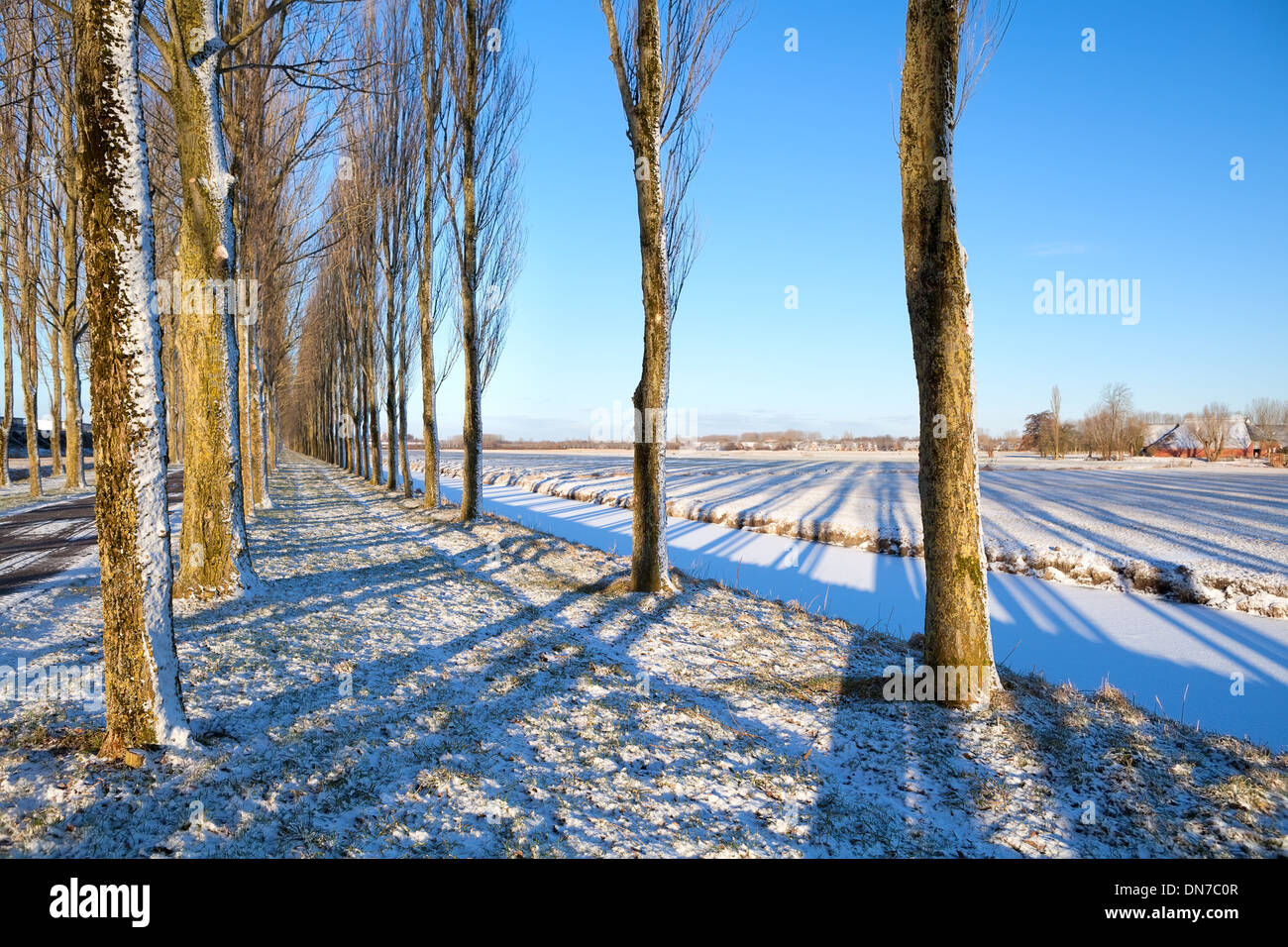shadow of tree rows on snow, Holland Stock Photo - Alamy