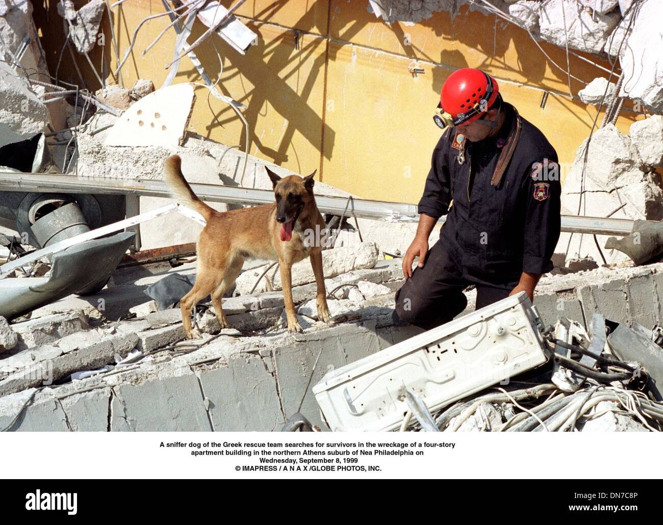 Sept. 8, 1999 - Athens, GRC - A sniffer dog of the Greek rescue team ...