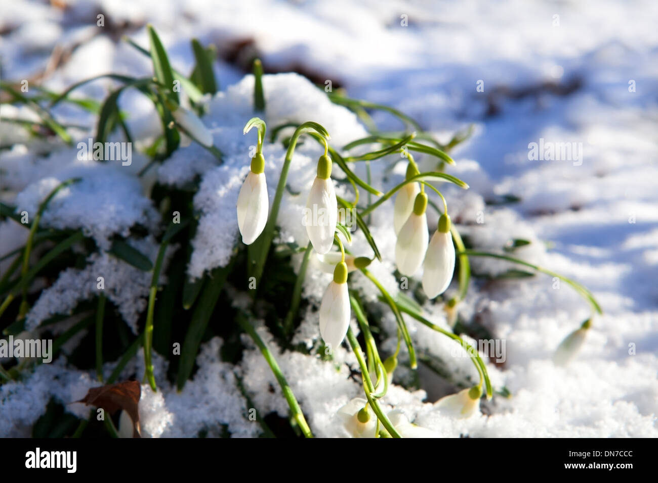 Spring sunny snow hi-res stock photography and images - Alamy