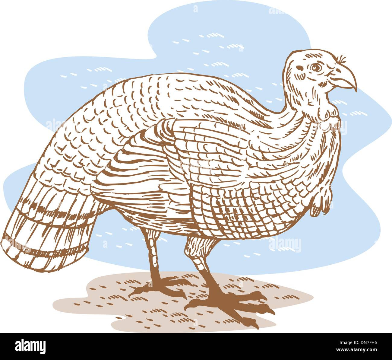 Wild turkey Stock Vector Images - Alamy
