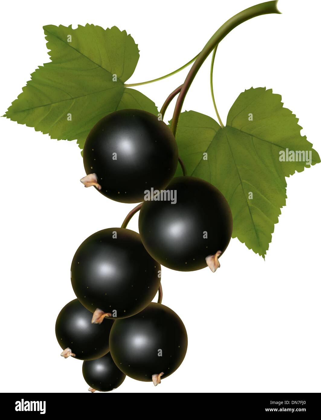 Black currants with leaves. Vector Stock Vector Image & Art - Alamy