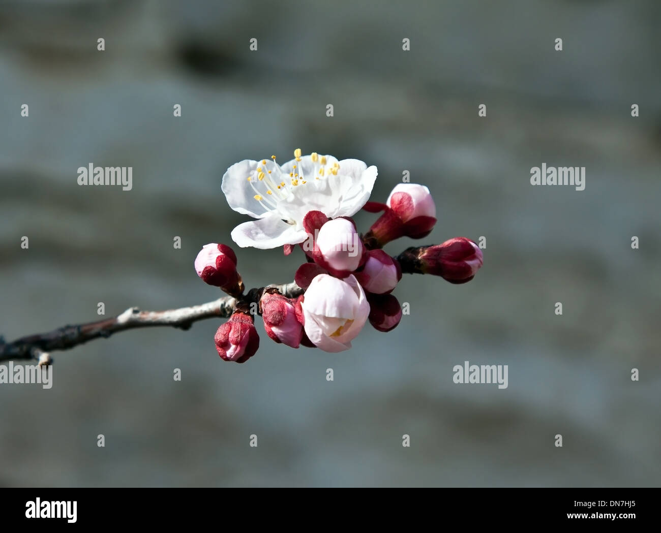 fresh spring flower of apricot is born Stock Photo - Alamy
