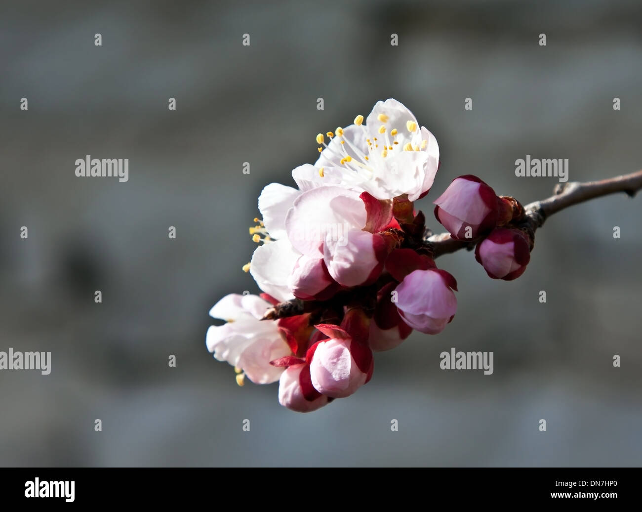 Started blossom hi-res stock photography and images - Alamy