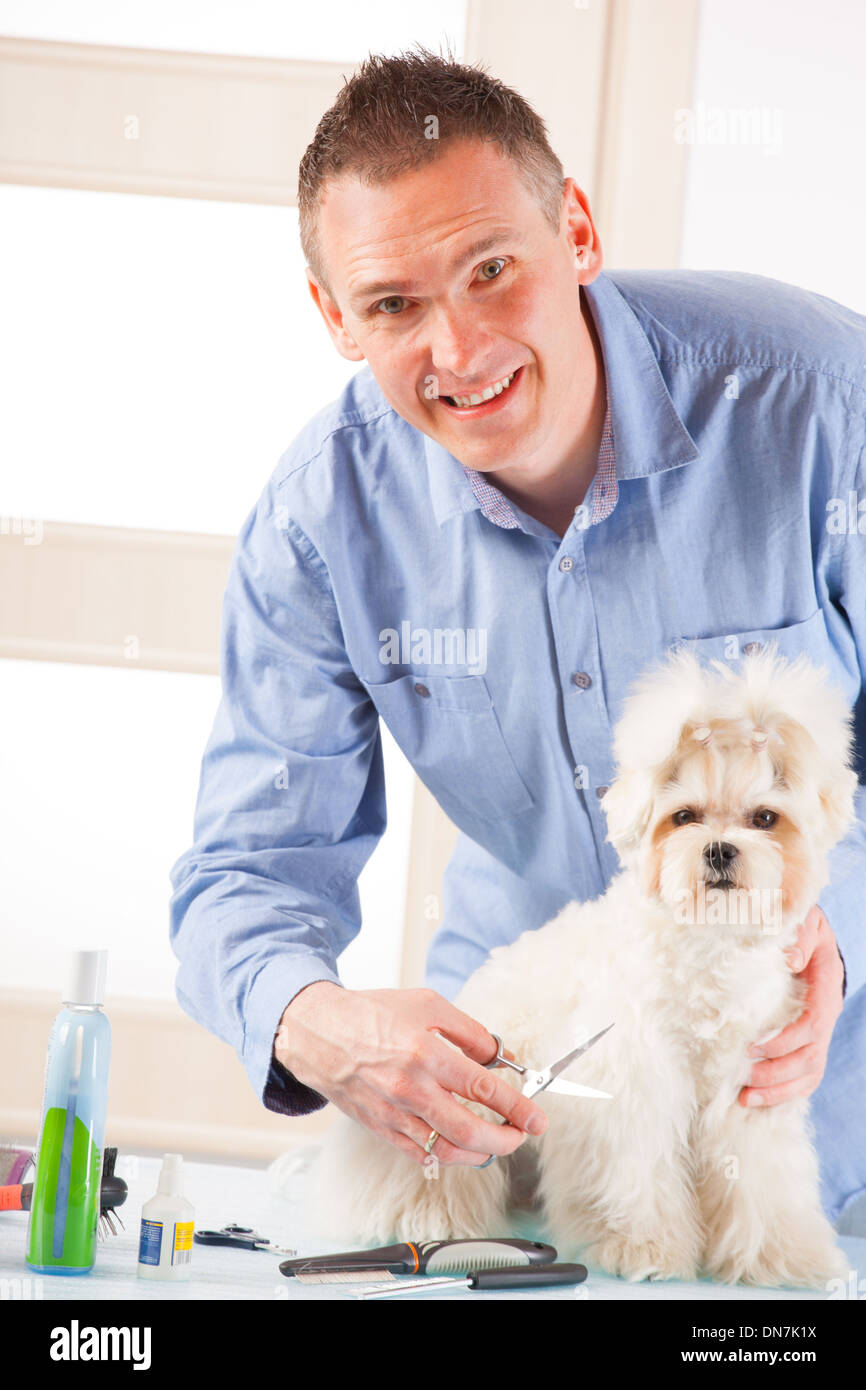 Smiling man grooming a dog purebreed maltese Stock Photo - Alamy