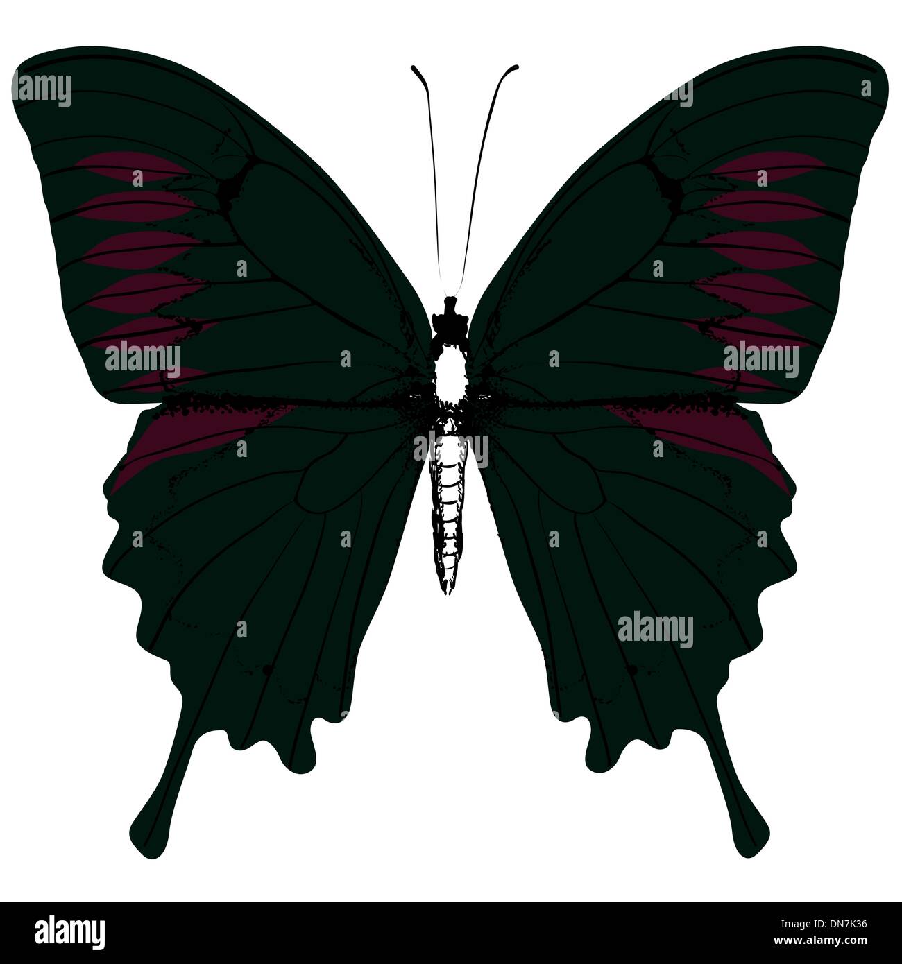 Butterfly vector vectors hi-res stock photography and images - Alamy