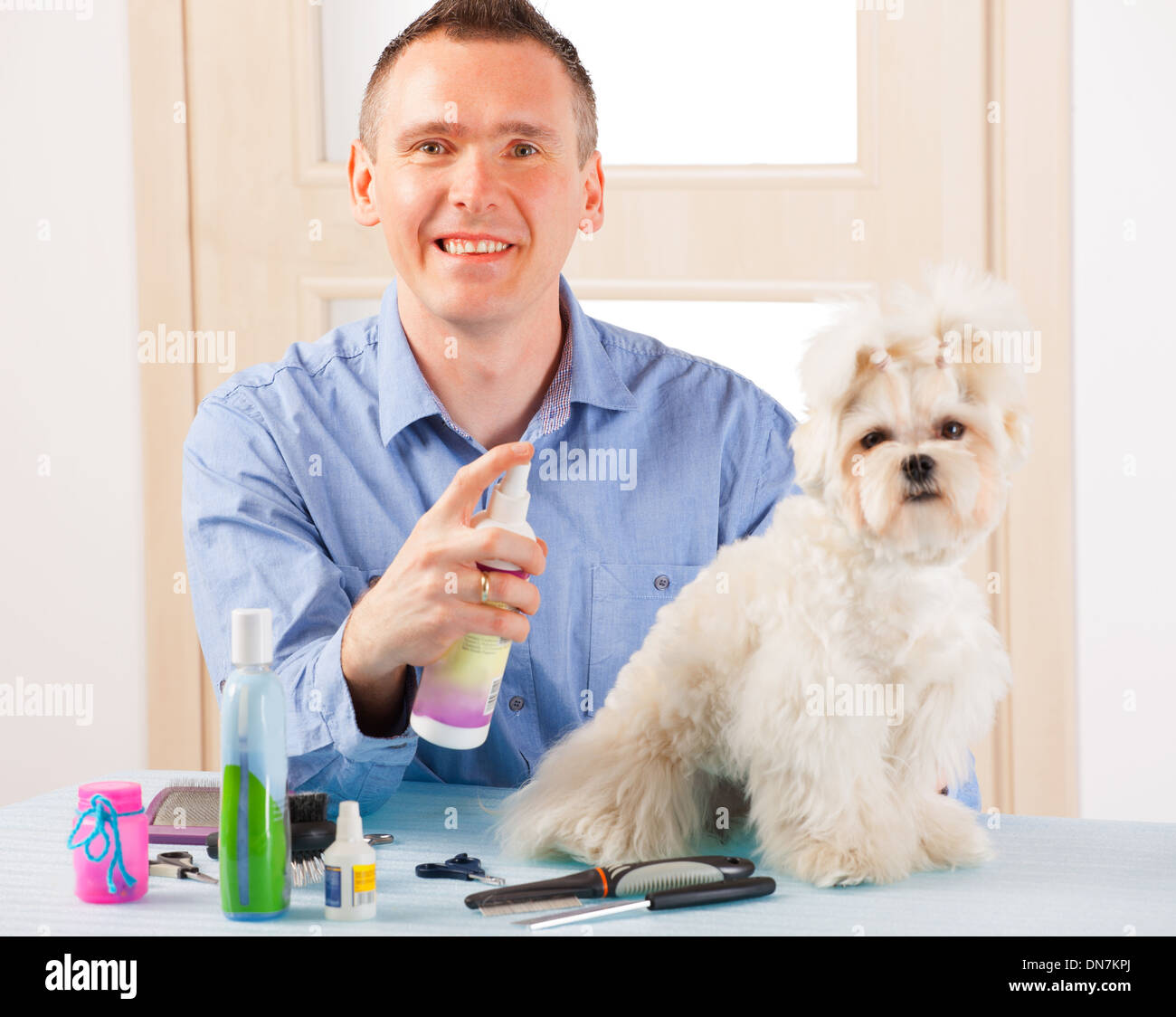 Smiling man grooming a dog purebreed maltese Stock Photo - Alamy