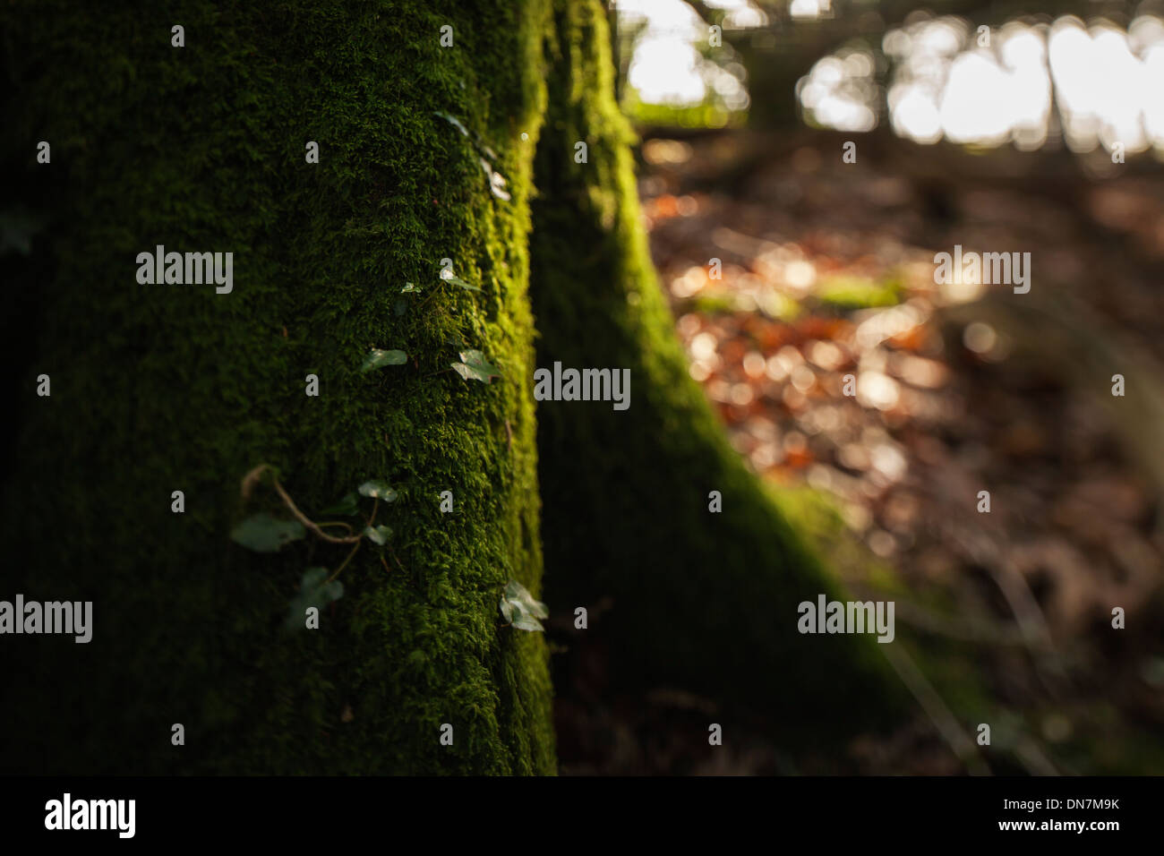A mossy tree trunk in woodland with vines growing Stock Photo - Alamy
