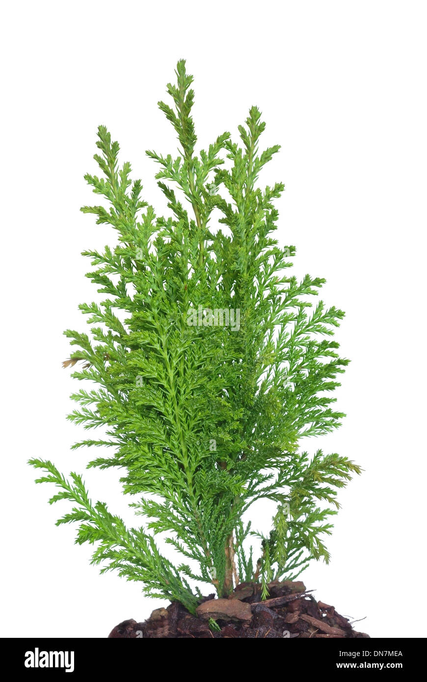 Little cypress hi-res stock photography and images - Alamy