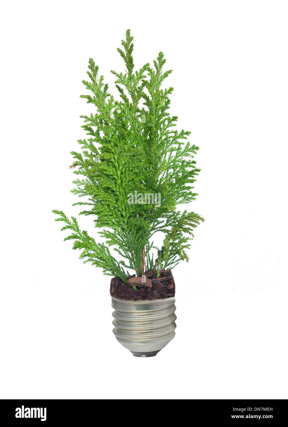 growing in thread of a screw with bulb sapling Stock Photo - Alamy