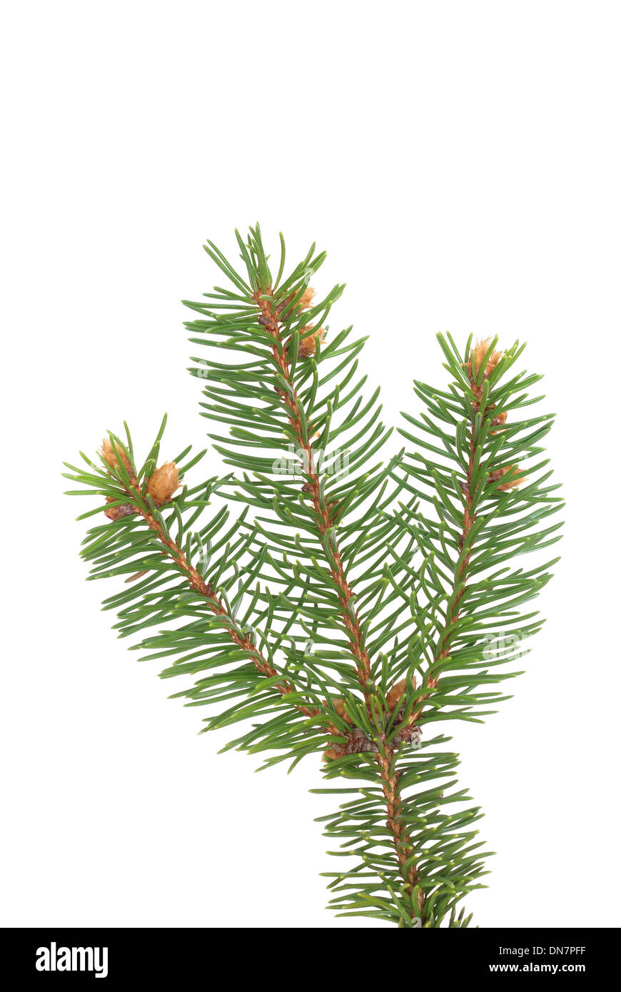 spruce's twig on white background Stock Photo - Alamy
