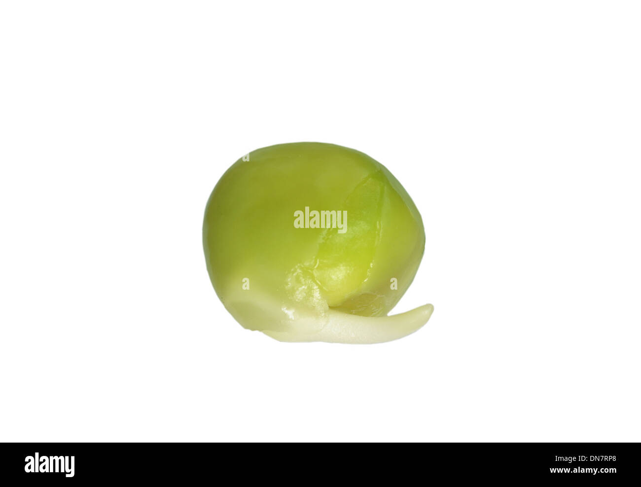germinating pea's grain on white background Stock Photo - Alamy