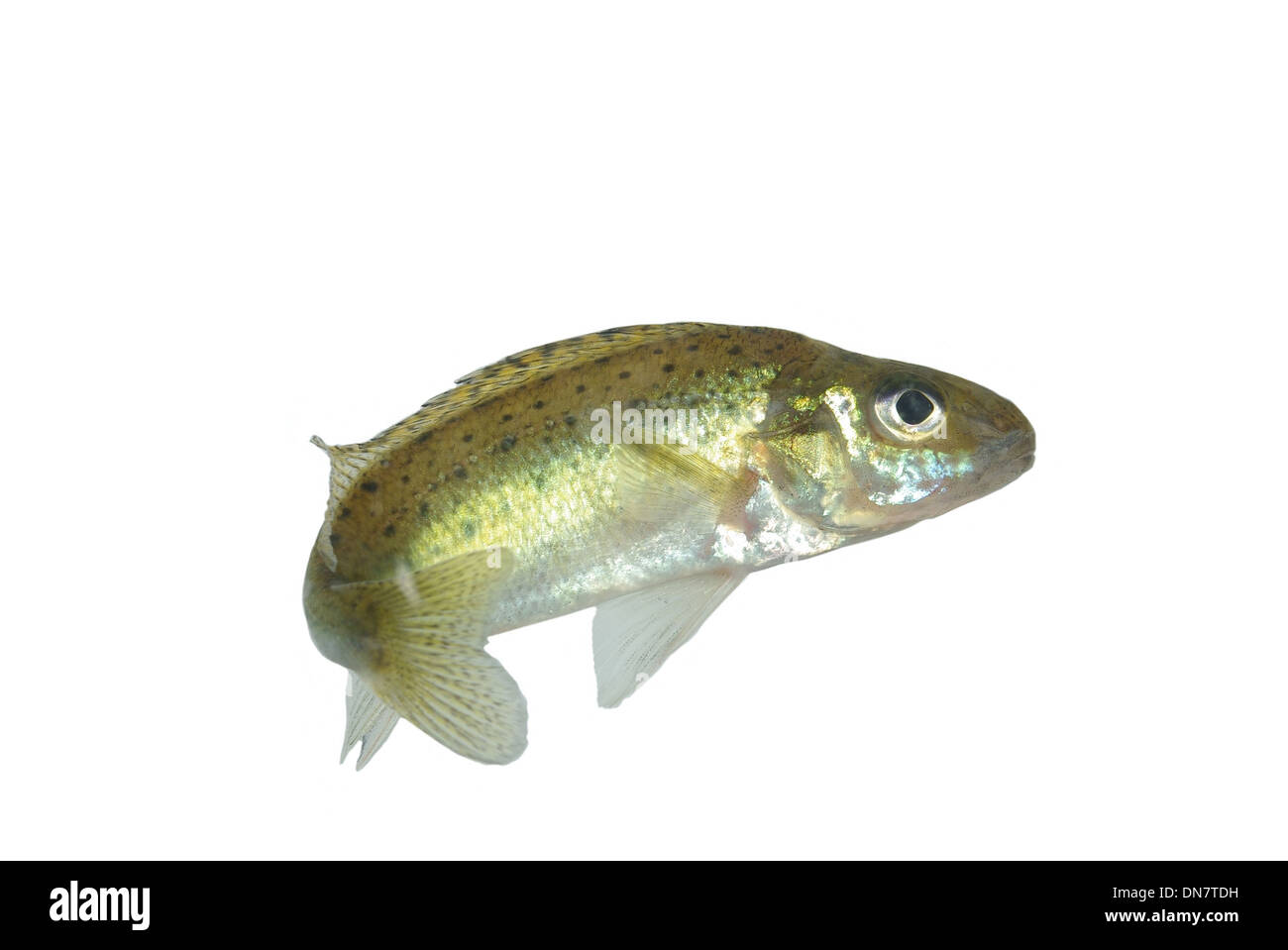 Ruff hi-res stock photography and images - Alamy