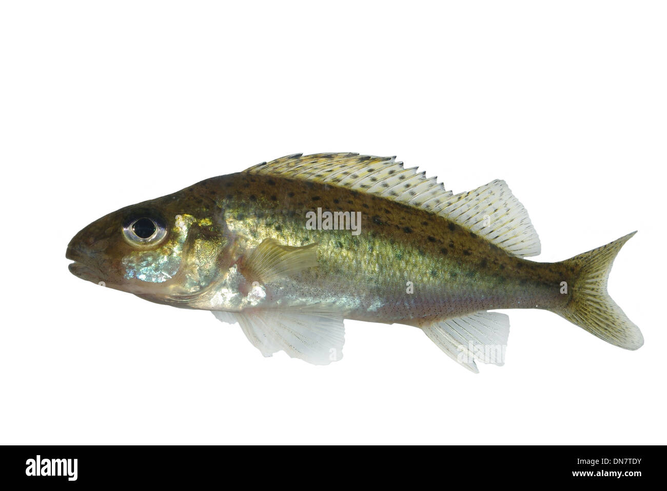 fish ruff on white background Stock Photo - Alamy