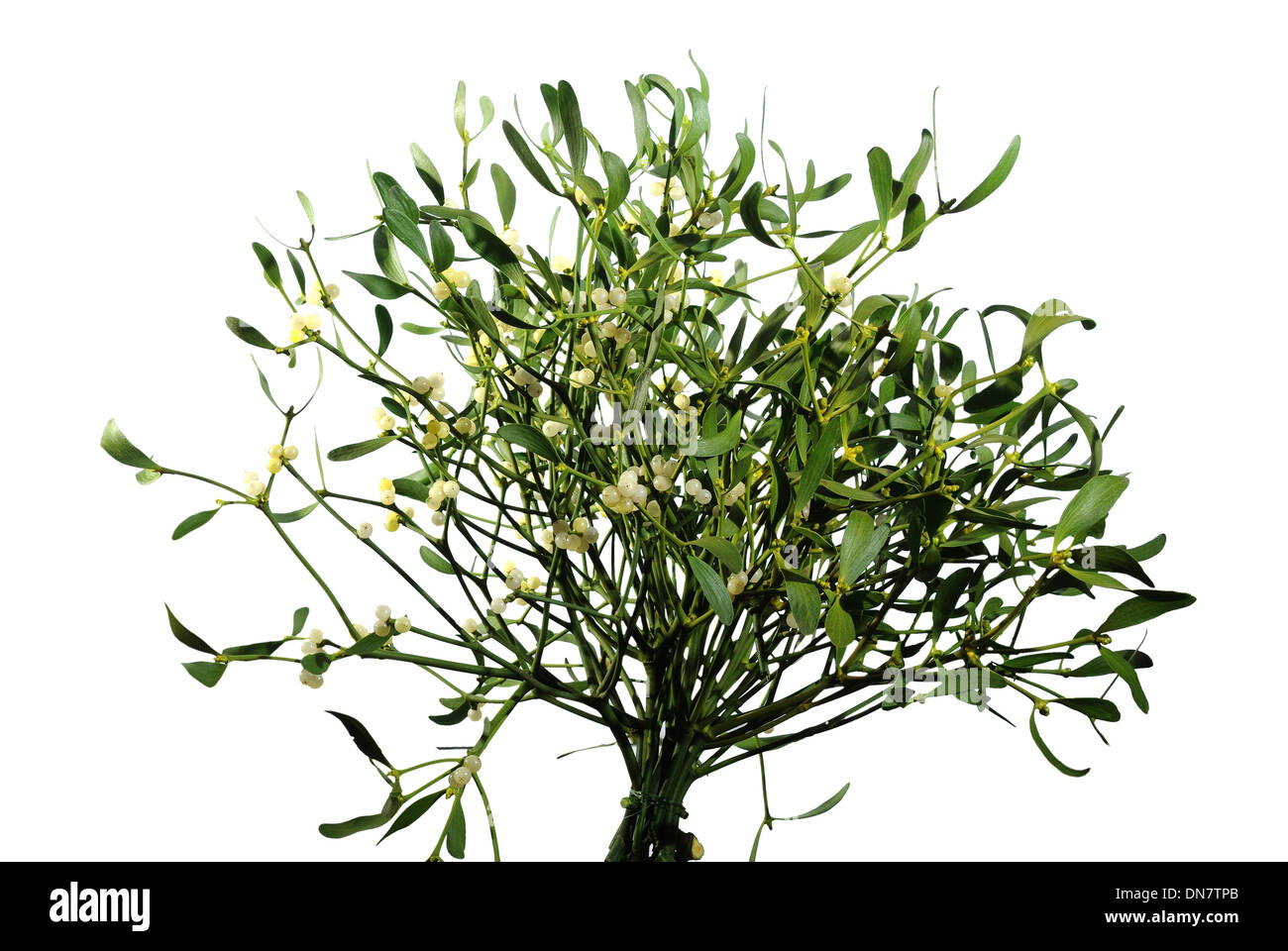 photo of mistletoe on white background Stock Photo - Alamy