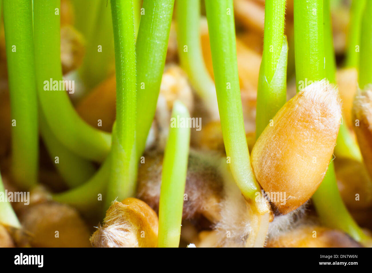 Wheat germination close up Stock Photo - Alamy