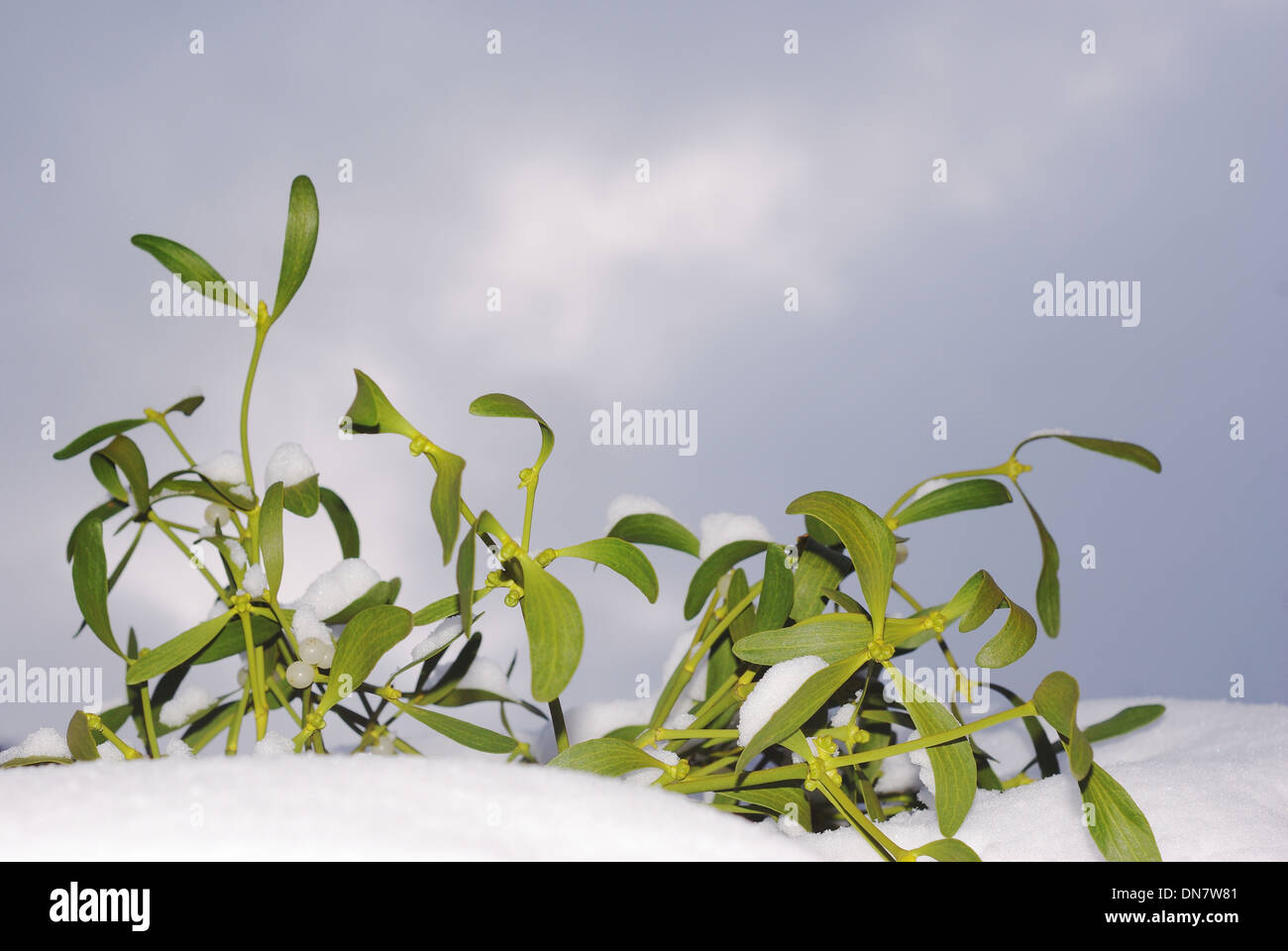 Mistletoe snow hi-res stock photography and images - Alamy