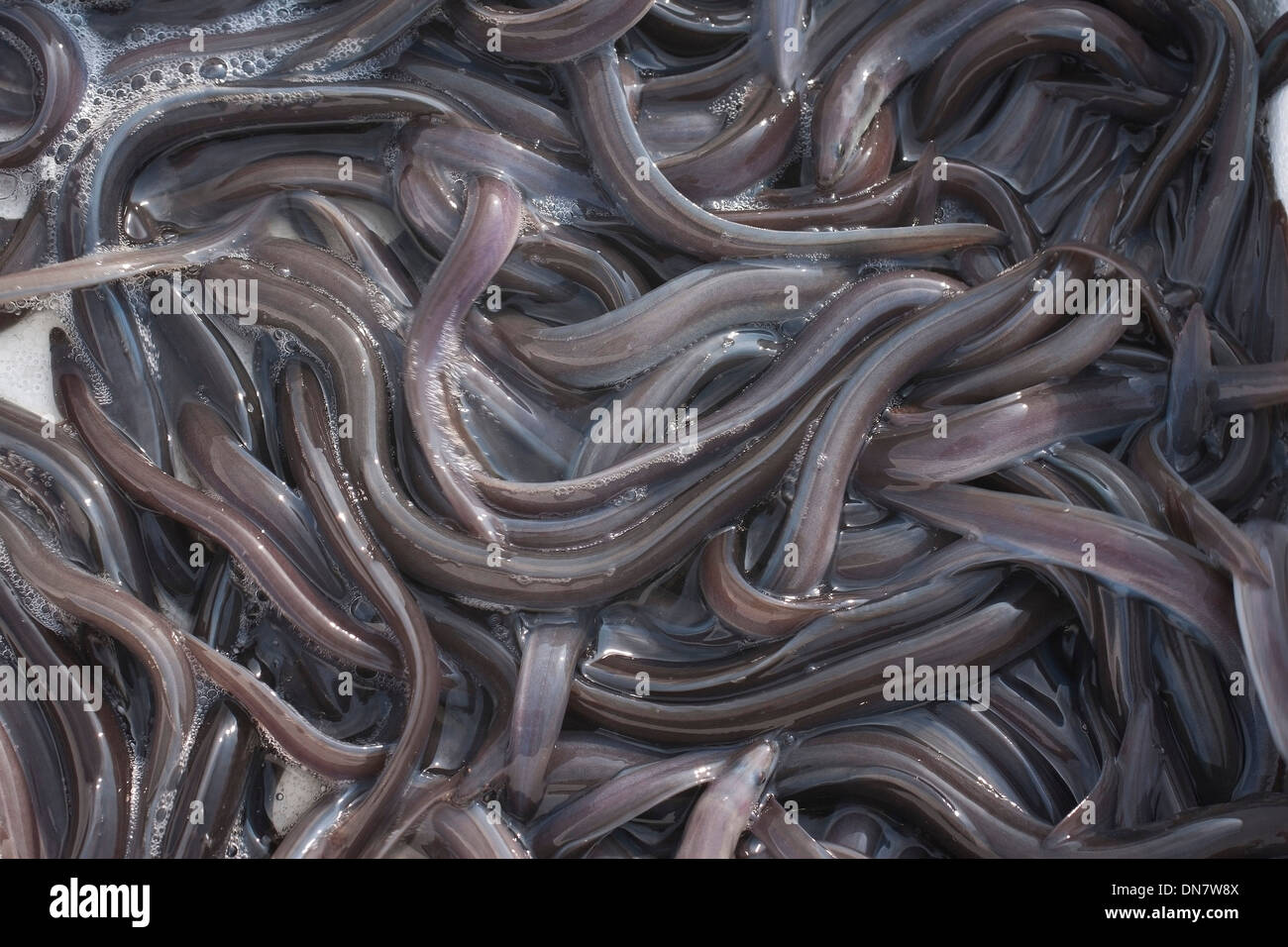 The European eel, Anguilla anguilla Stock Photo - Alamy