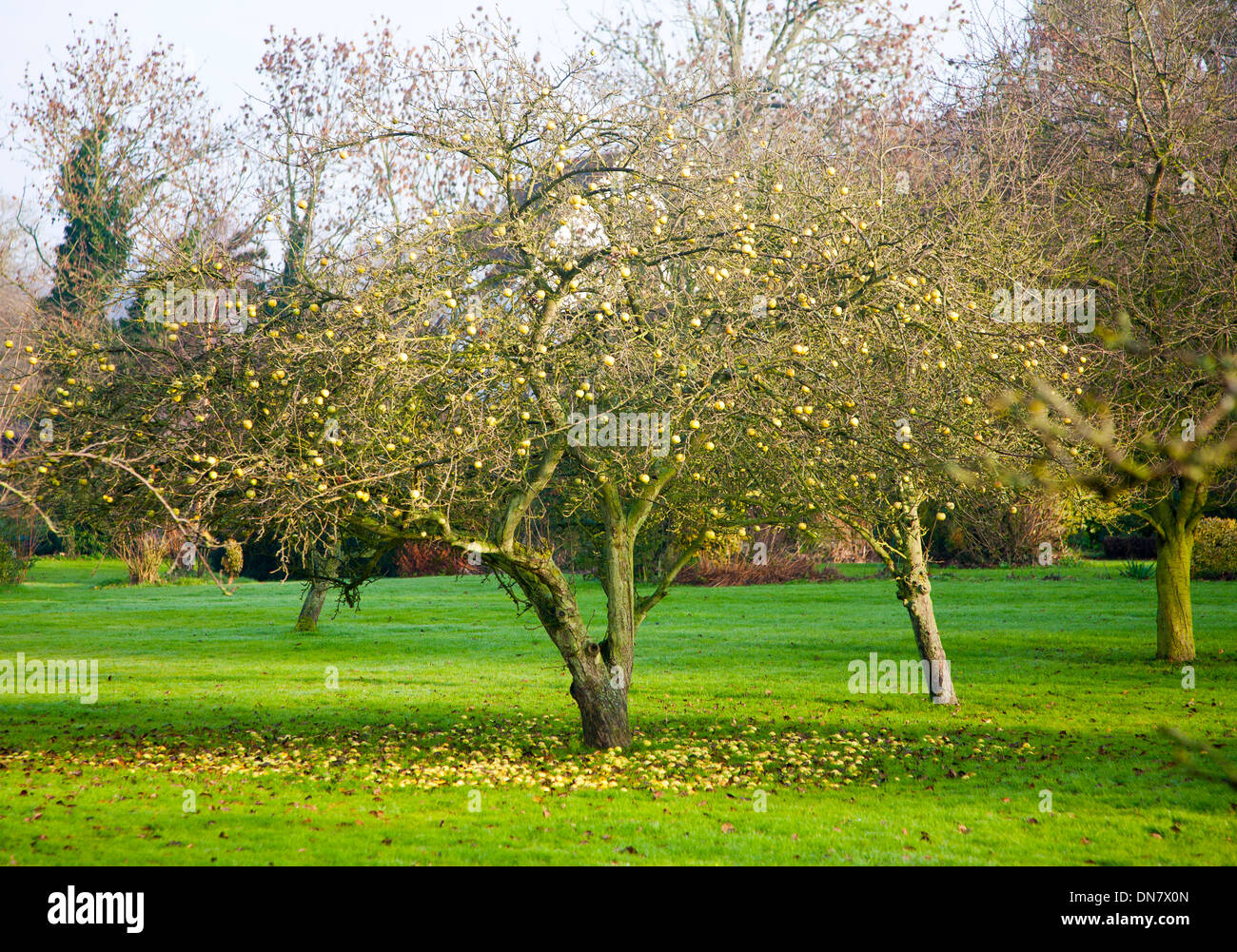 Apple Tree In Winter High Resolution Stock Photography and Images - Alamy