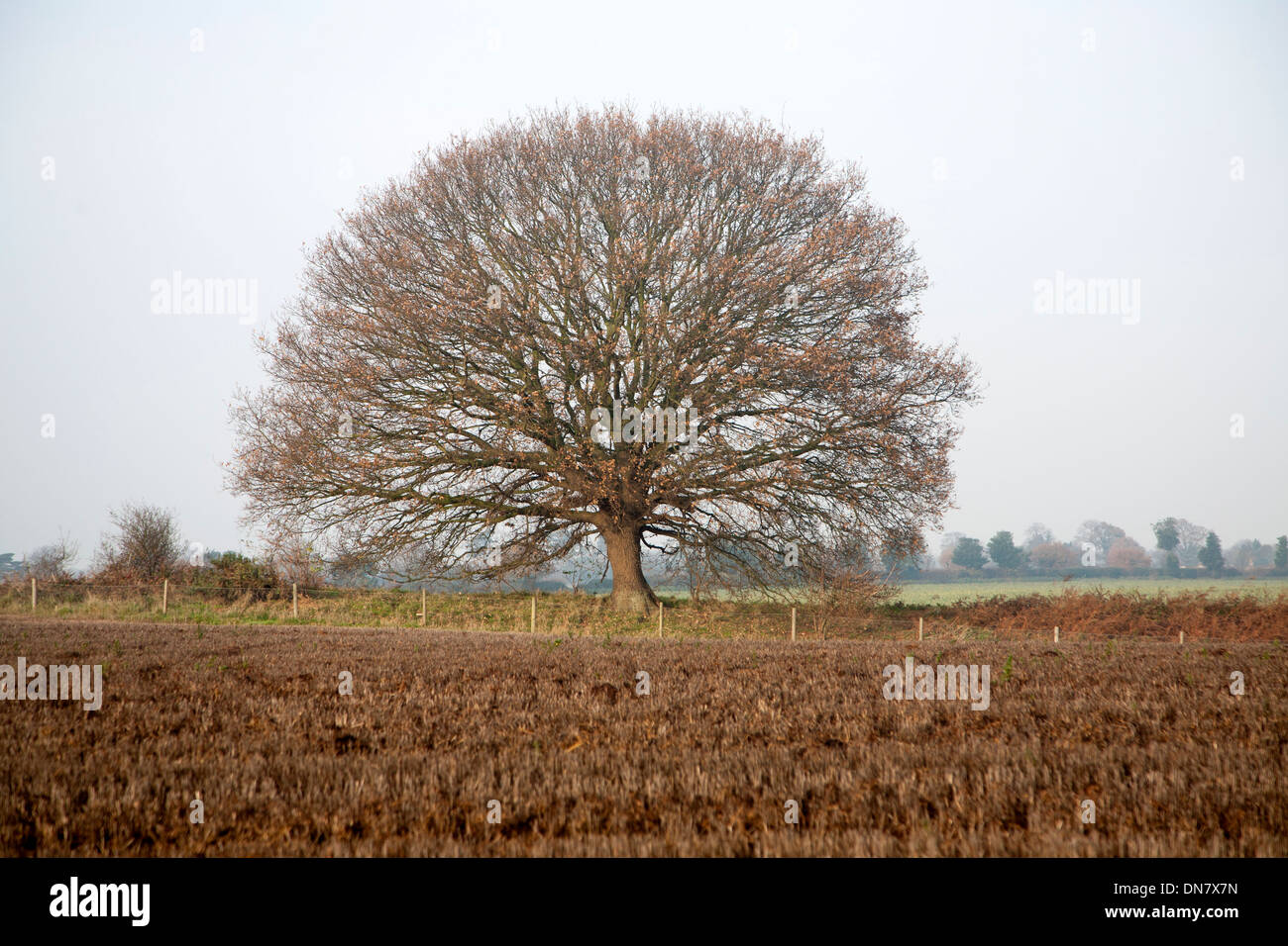 Round small oak tree with brown leaves in winter showing bare branches ...