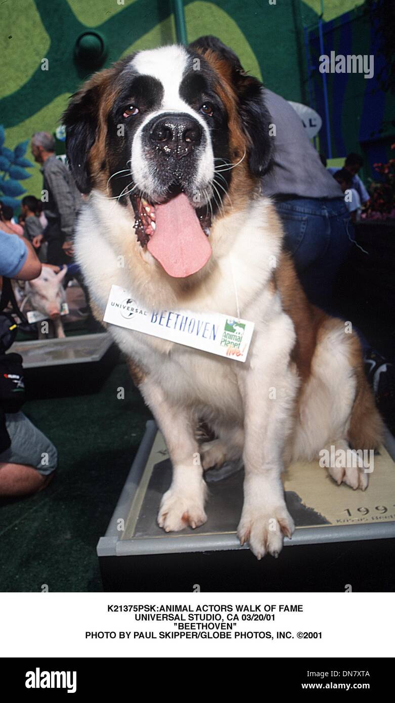 Famous Animal Actors