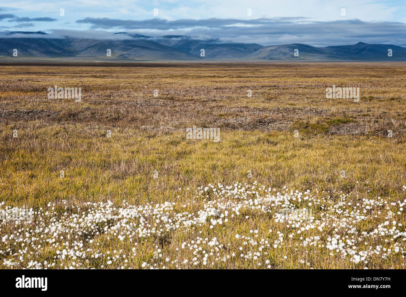 Siberian tundra hi-res stock photography and images - Alamy