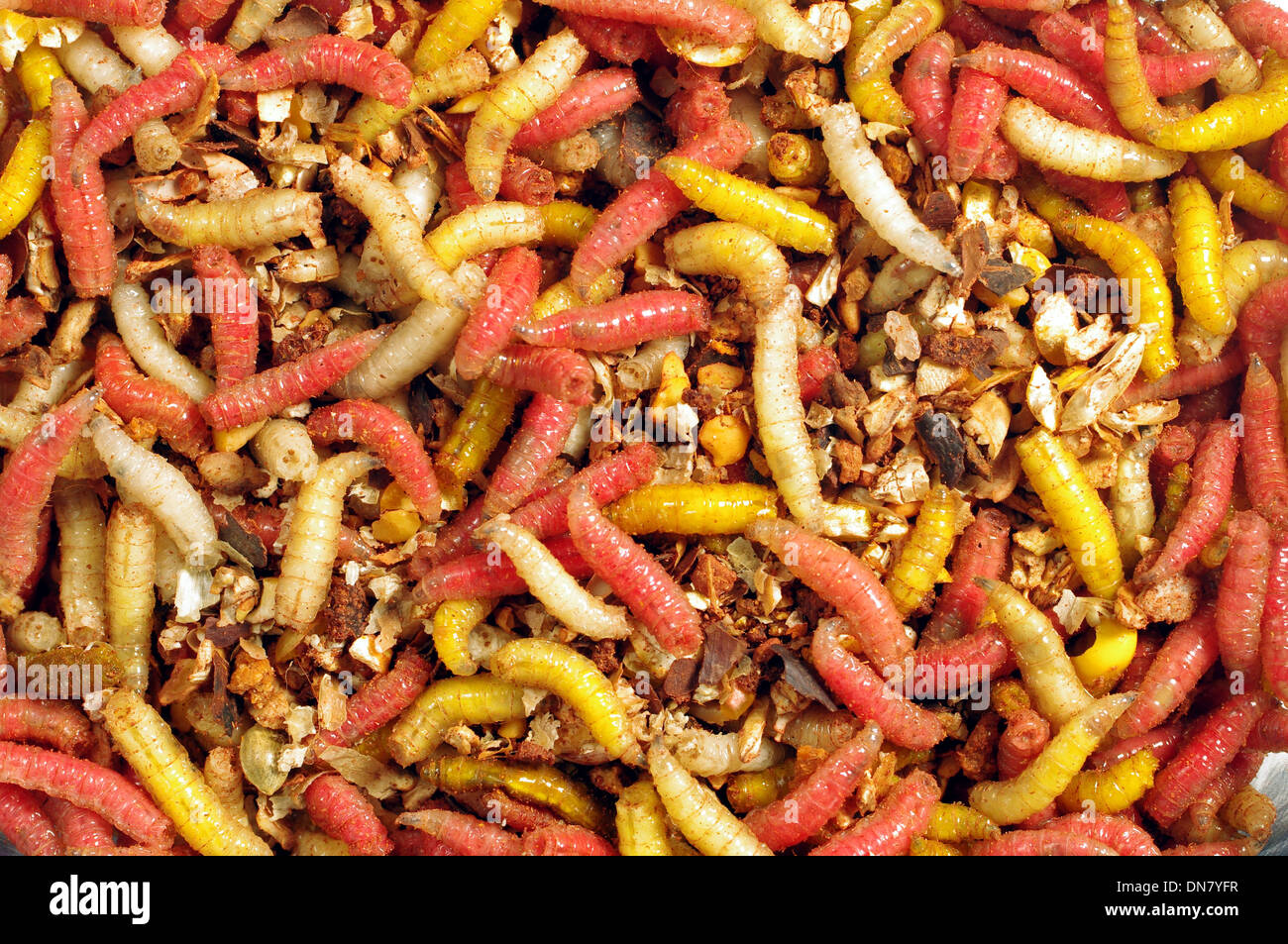 Colourful worm hi-res stock photography and images - Alamy