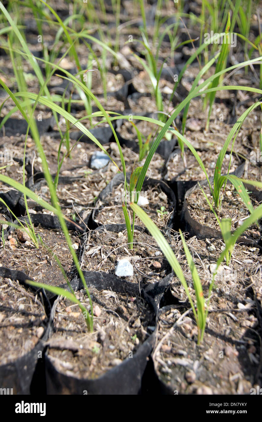 The Palm Seedlings in the Nursery Farms Stock Photo - Alamy