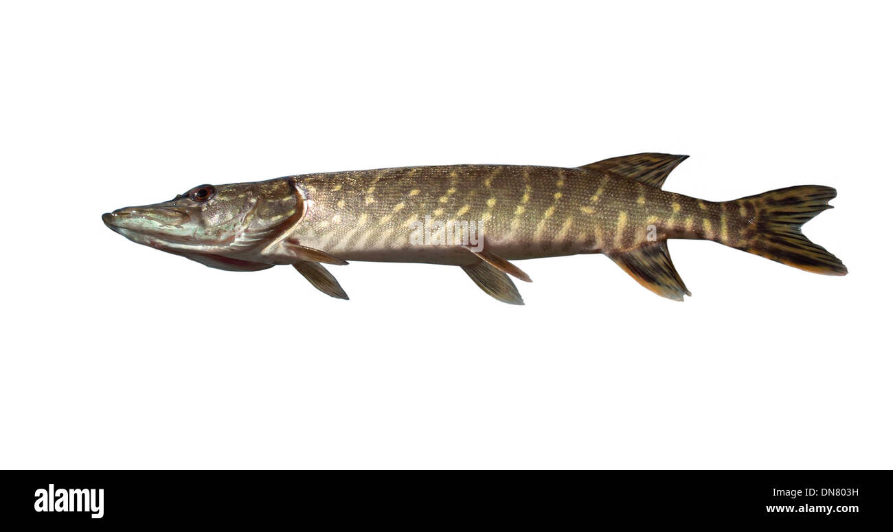 long pike on white background Stock Photo - Alamy