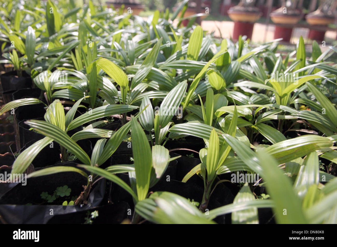 Tree seedlings nursery hi-res stock photography and images - Alamy
