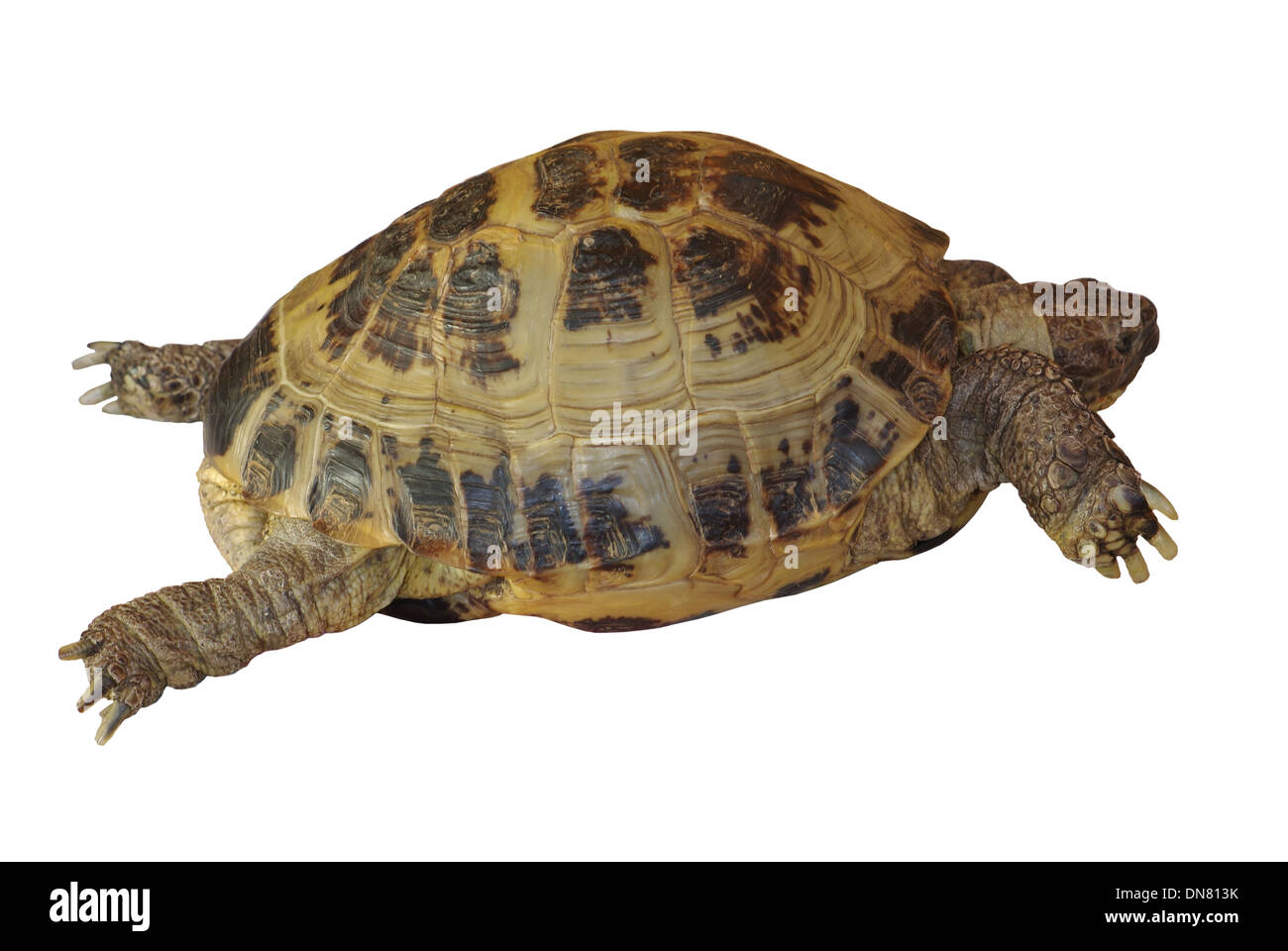 grassland tortoise on white background Stock Photo - Alamy