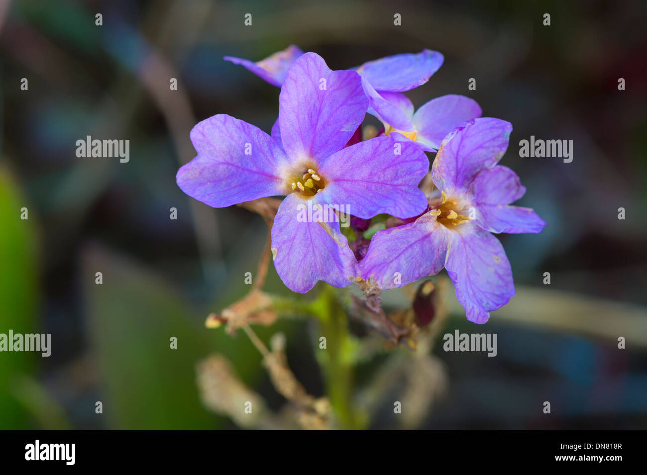 Far east flowers hi-res stock photography and images - Alamy