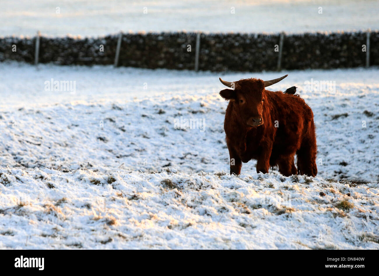 Brave magpie hi-res stock photography and images - Alamy