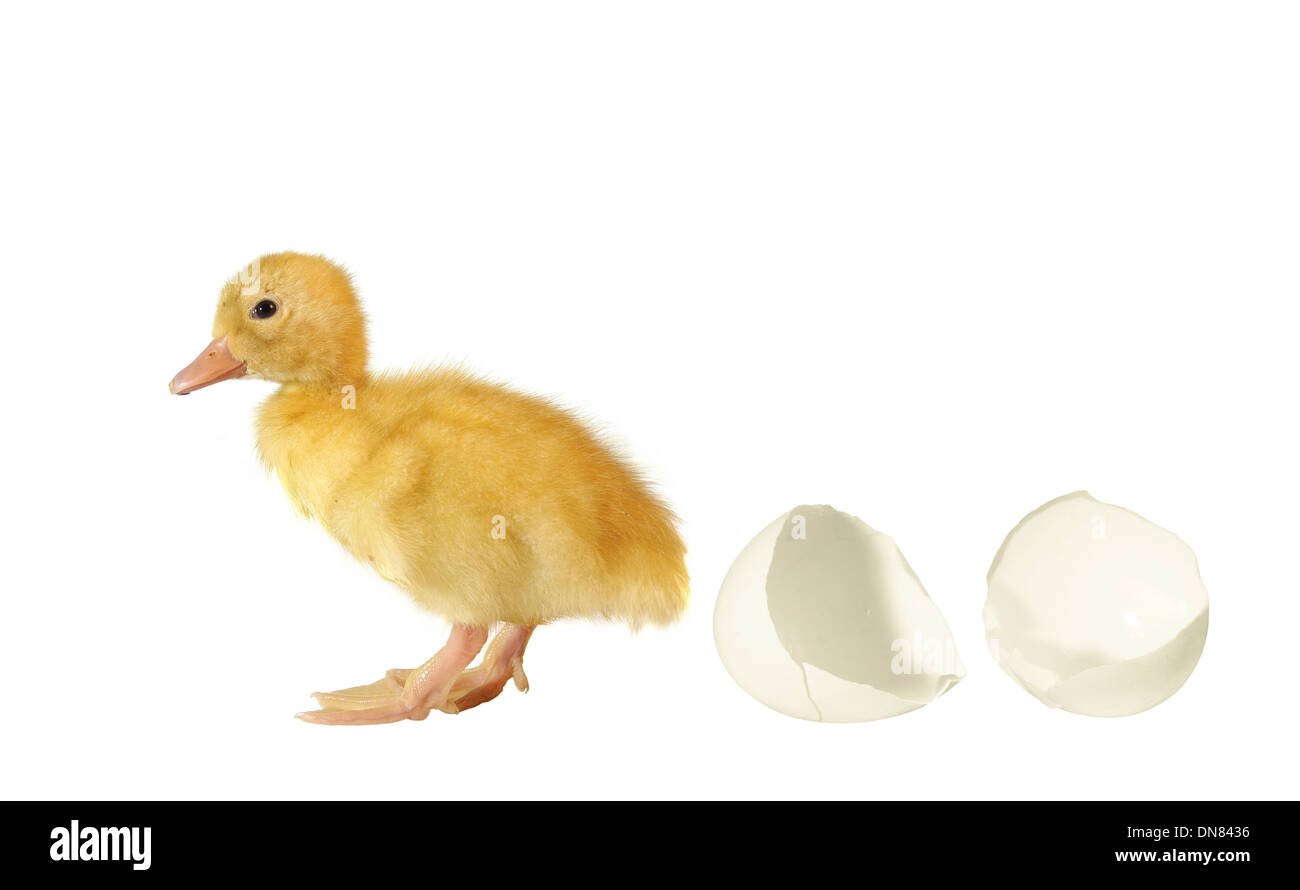 the nestling the duck and shell of egg on white background Stock Photo ...