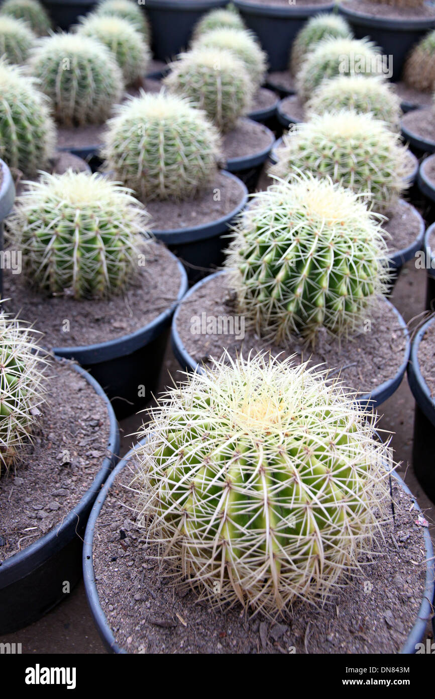 The tree of Spherical Cactus in jardiniere Stock Photo - Alamy