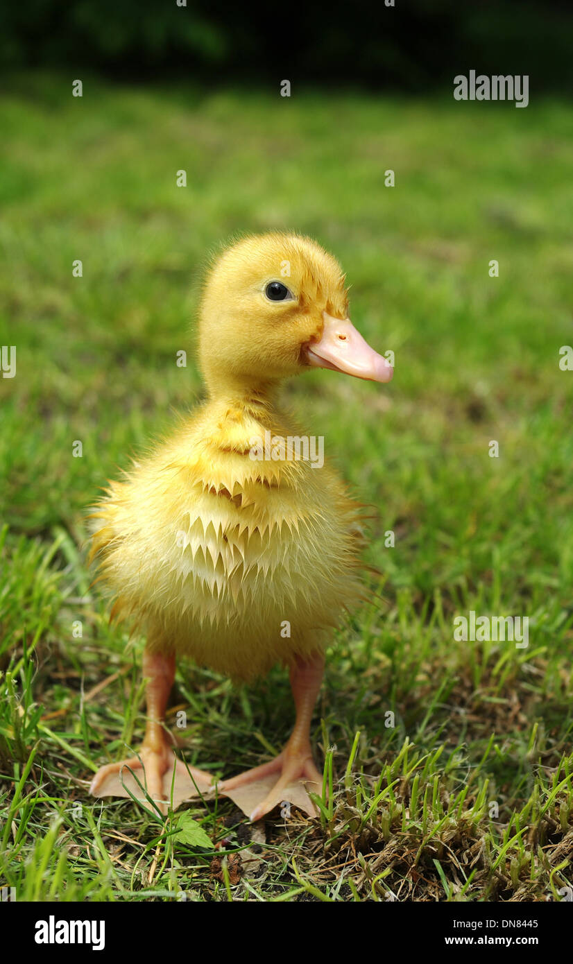 Watery grass hi-res stock photography and images - Alamy