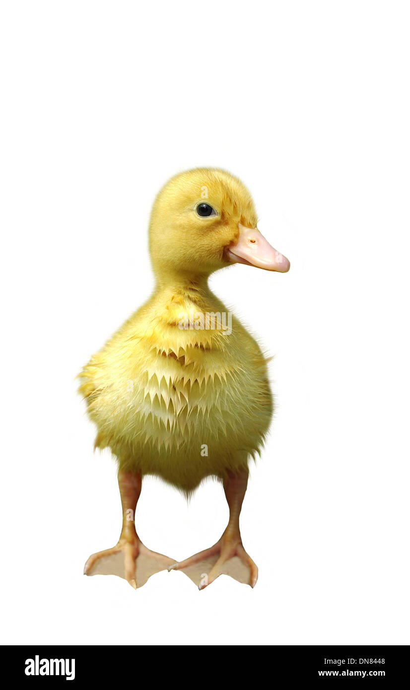 wet duckling on white background Stock Photo - Alamy