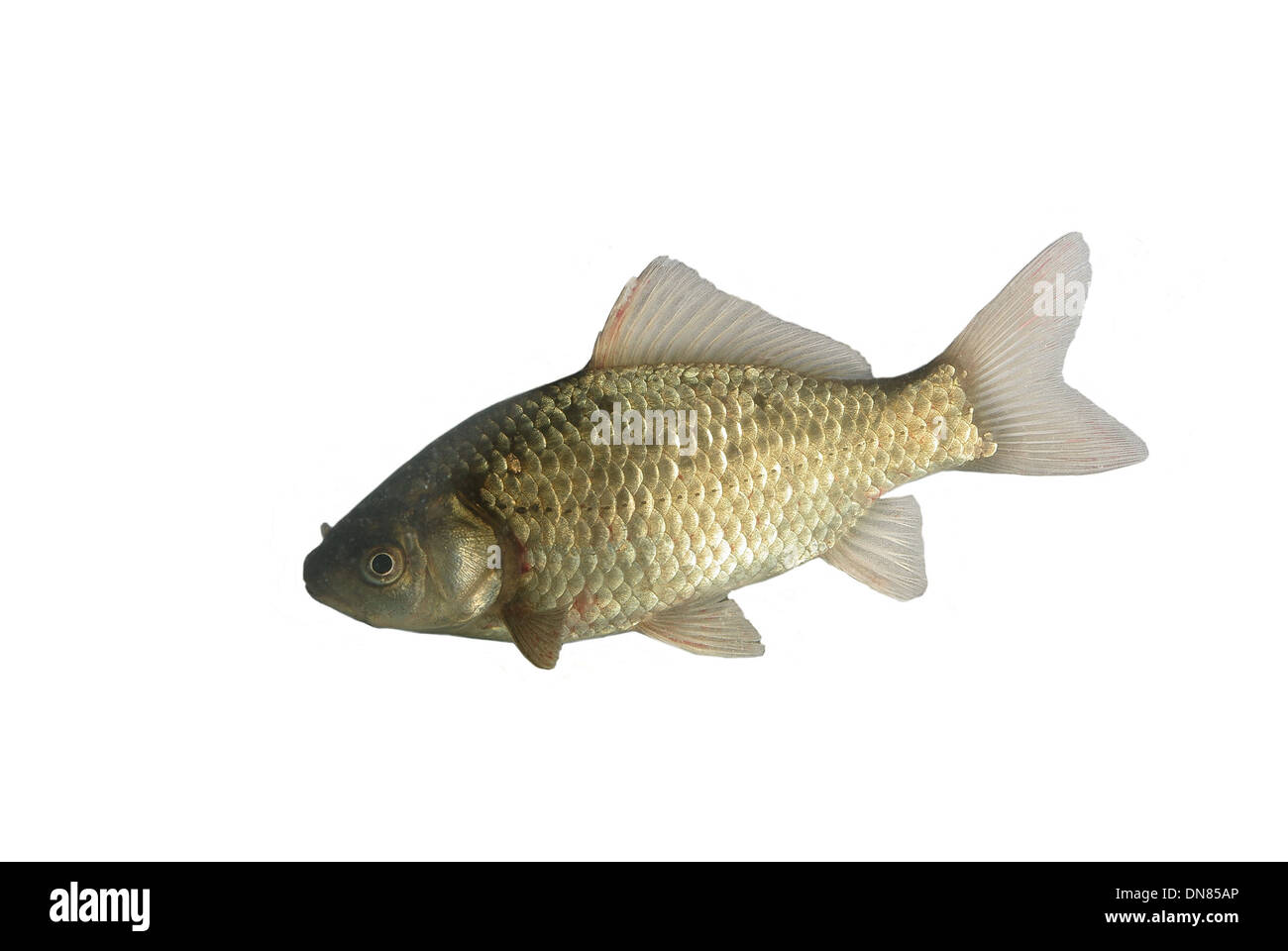Common crucian carp swimming hi-res stock photography and images - Alamy