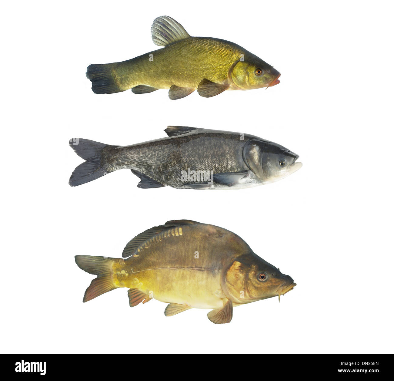 three cyprinids fish on white background Stock Photo - Alamy