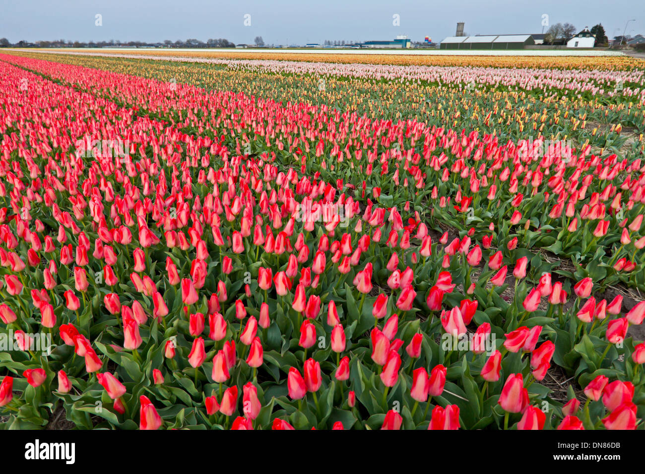 Spring time in The Netherlands: Colorful tulips in various colors ...